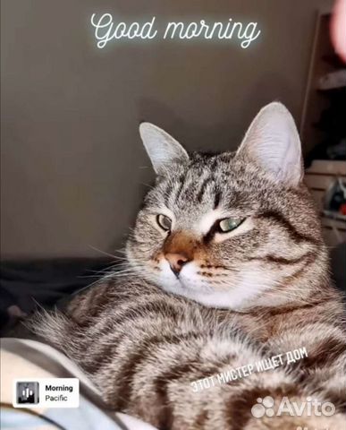 Роскошный Молодой Котик Ищет Дом