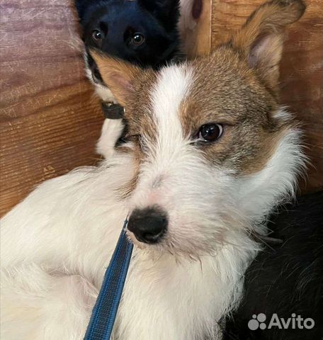 Маленькая собачка Мурка очень страдает в приюте