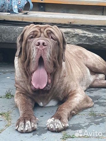 Вязка неаполитанский мастиф