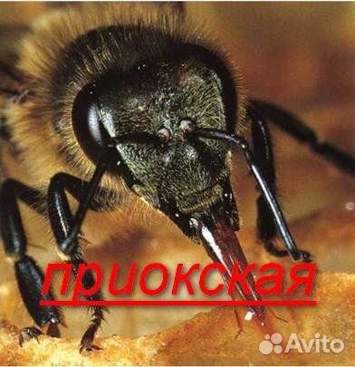 Пчела среднерусская (Приокский тип)