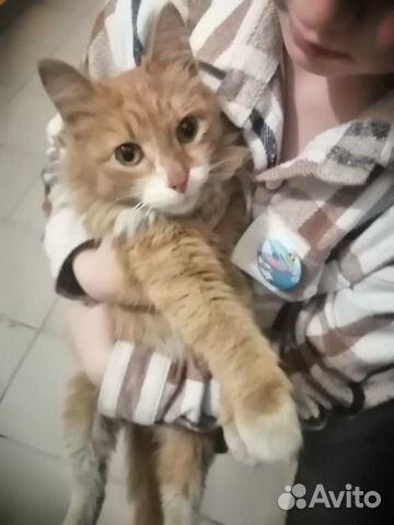 Отдам в добрые руки бесплатно