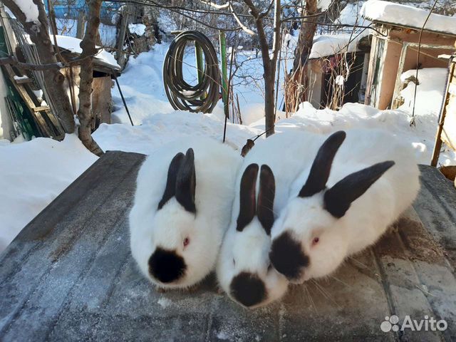 Калифорнийские кролики