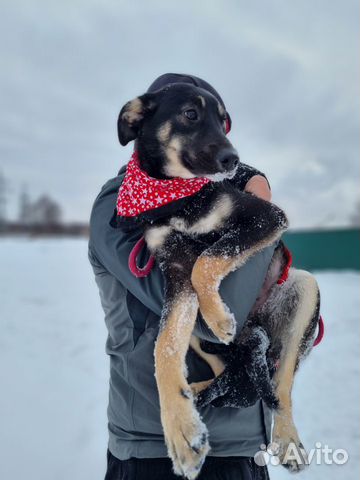 Щенок живет в приюте. Ищет дом