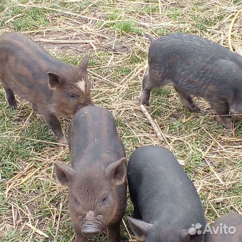 Поросята кармалы
