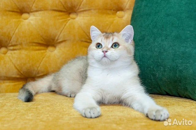 Шикарный котик, золотая шиншилла