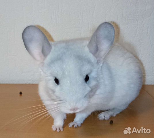 Шиншилла Белый бриллиант