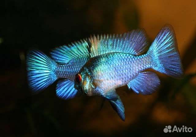 Апистограмма электрик Блю неон