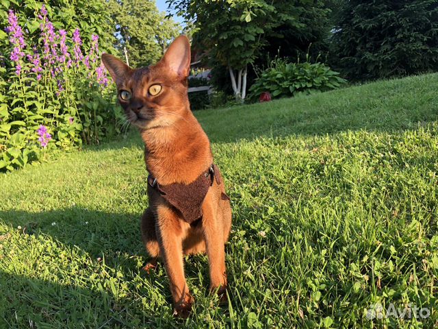 Абессинец в добрые руки