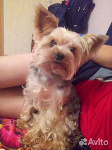 Йоркширский терьер. Вязка