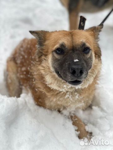 Собачка Лилу ищет дом