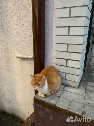 Котик ищет домик