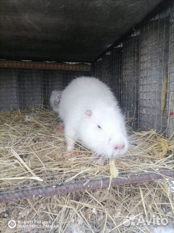 Нутрии самцы