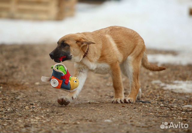 Замечательный мальчишка растёт в приюте