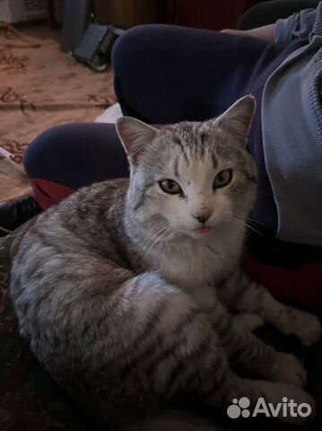 Кот в добрые руки