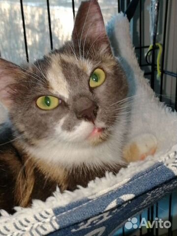 Котенок Белка 8 месяцев