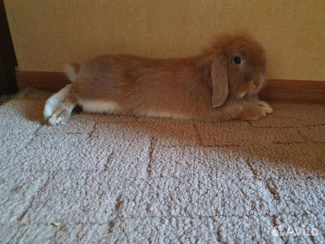 Кролик вислоухий декоративный с клеткой