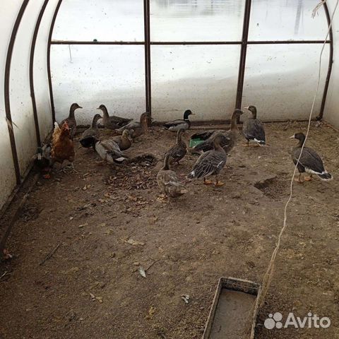 Гуси дикие подсобные