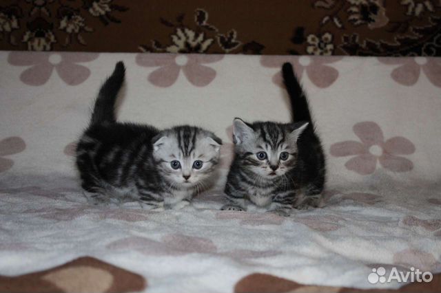 Котик манчкин стандарт