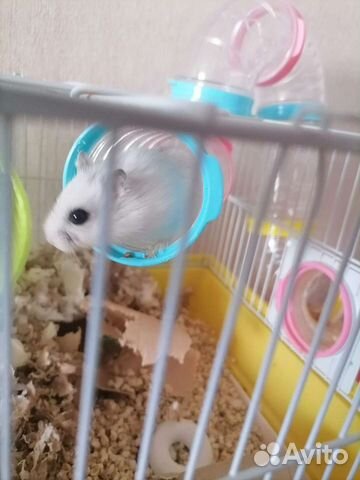 Хомяки джунгарики с клеткой