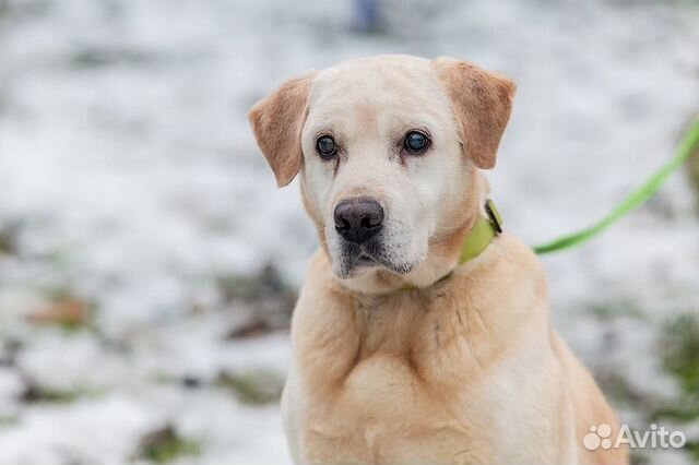 Породистый лабрадор Сеня ищет дом