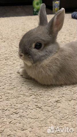 Карликовый кролик минор, вязка