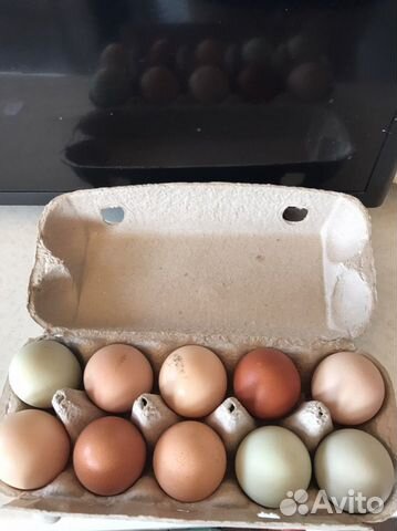 Инкубаторские яйца