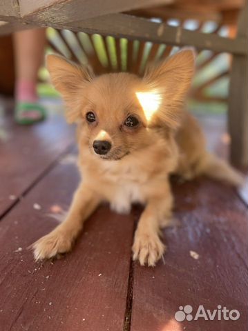 Собака чихуахуа