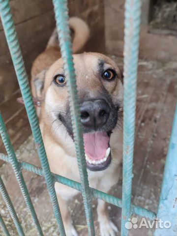 Молодой, красивый, бывшедомашний Бивис