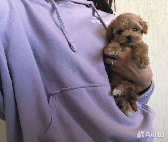 Maltipoo Mini Girl F1 / Мальтипу-Мини Ф1 Девочка