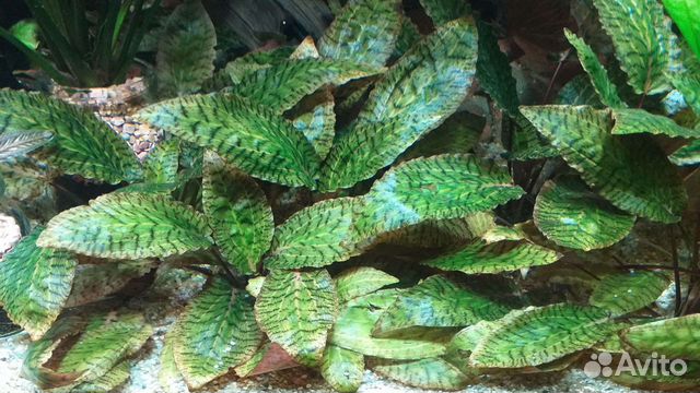 Cryptocorynenurii