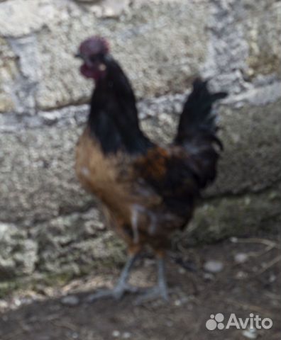Продается петух Лакенданзи