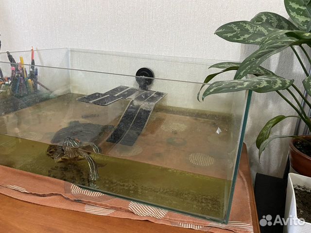 Красноухая черепаха 850 р