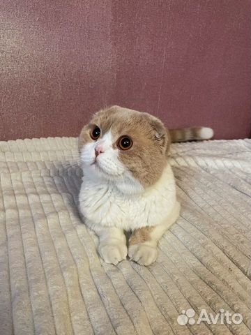 Шотландский кот на вязку