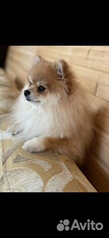 Померанский Шпиц мальчик Вязка