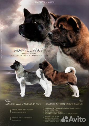 Щенки Американской акиты