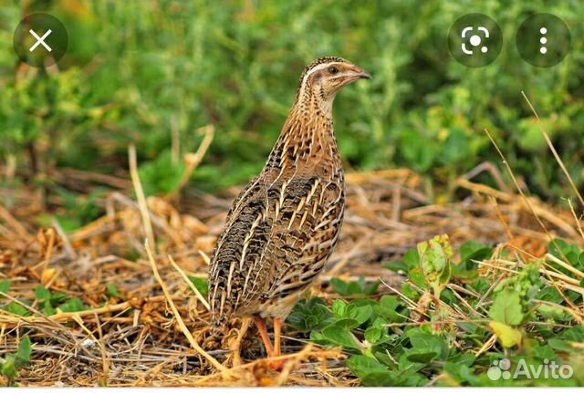 Перепела продажа несушки