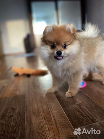 Шпиц щенок девочка