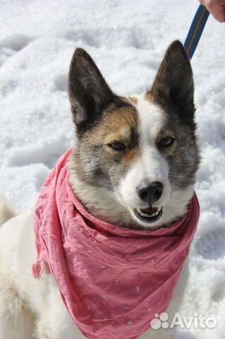 Потрясающая собака Белла ищет дом