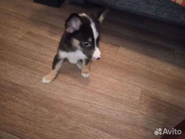 Щенки цвергпинчера