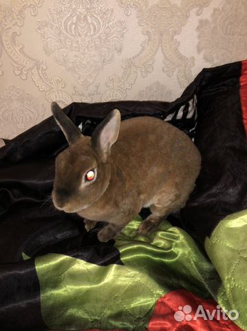 Кролик