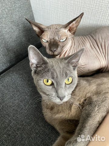 Кошки в добрые руки бесплатно