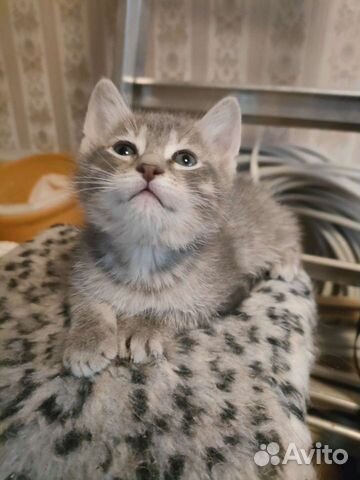 Метис абиссина и британца
