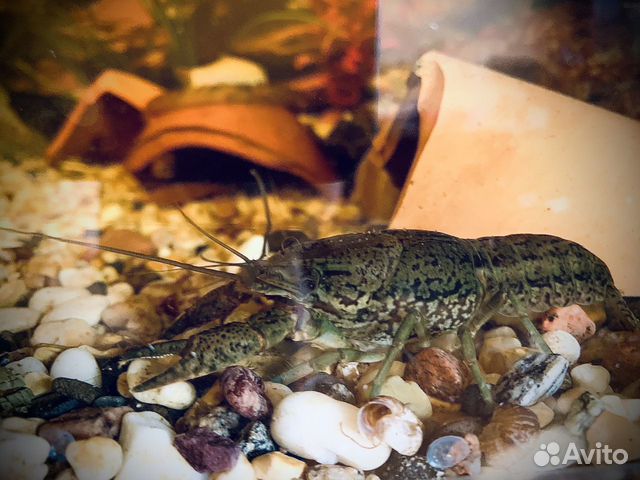 Аквариумные раки