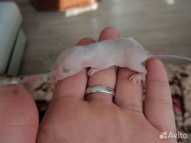 Декоративная крыса дамбо