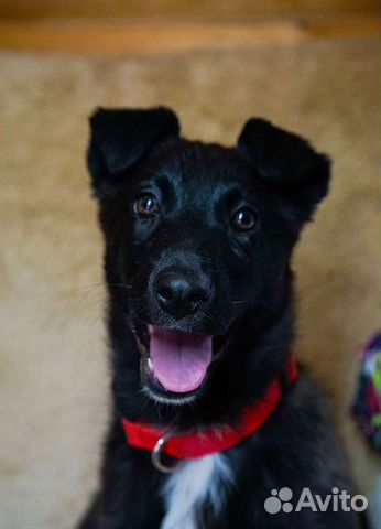 Красавица Адель (4 мес.) В Дар В Добрые Руки