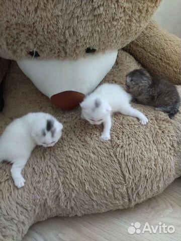 Кошки шотландцы