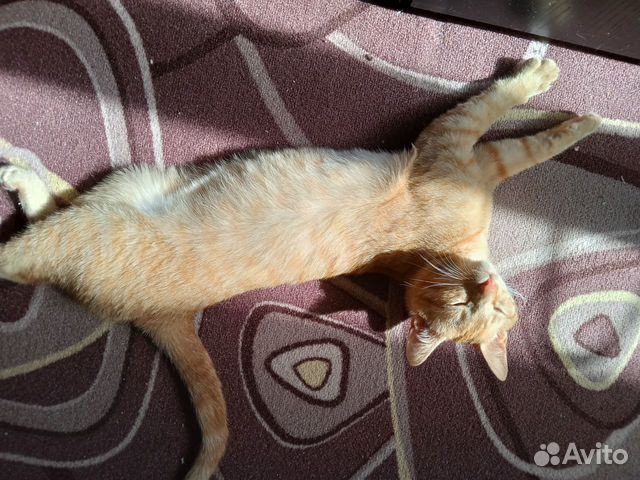 Кот 8 мес