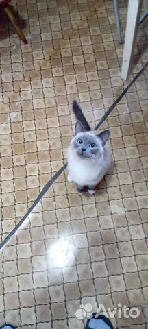 Тайская кошка, в добрые руки
