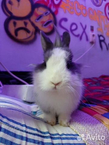 Вязка кроликов