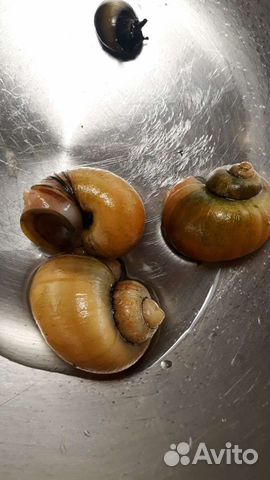 Улитки аквариумные